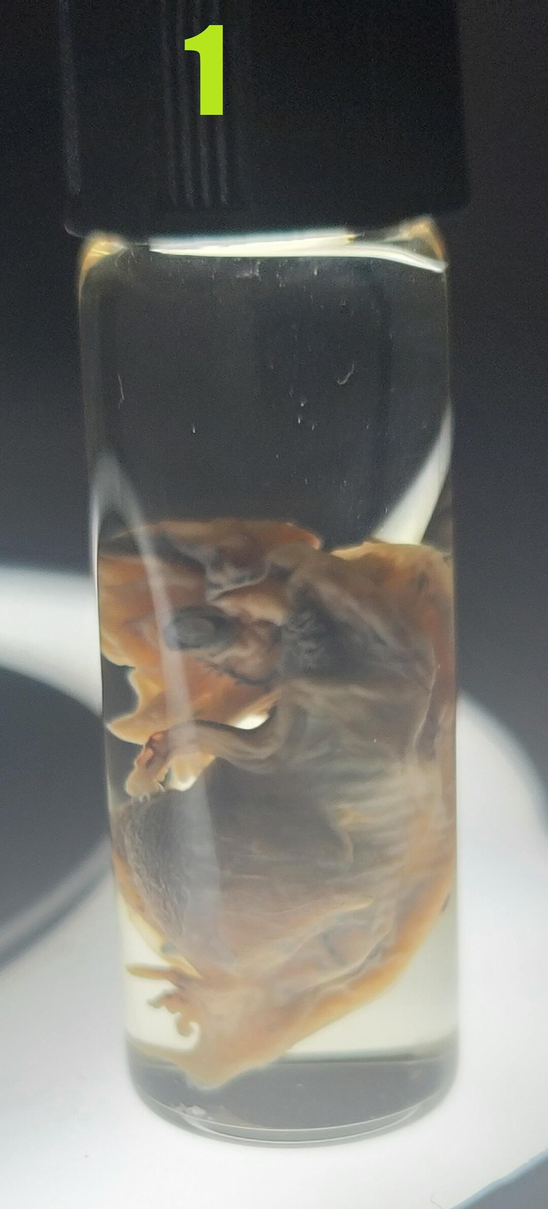 Miniature Fetal Pigs - Etsy