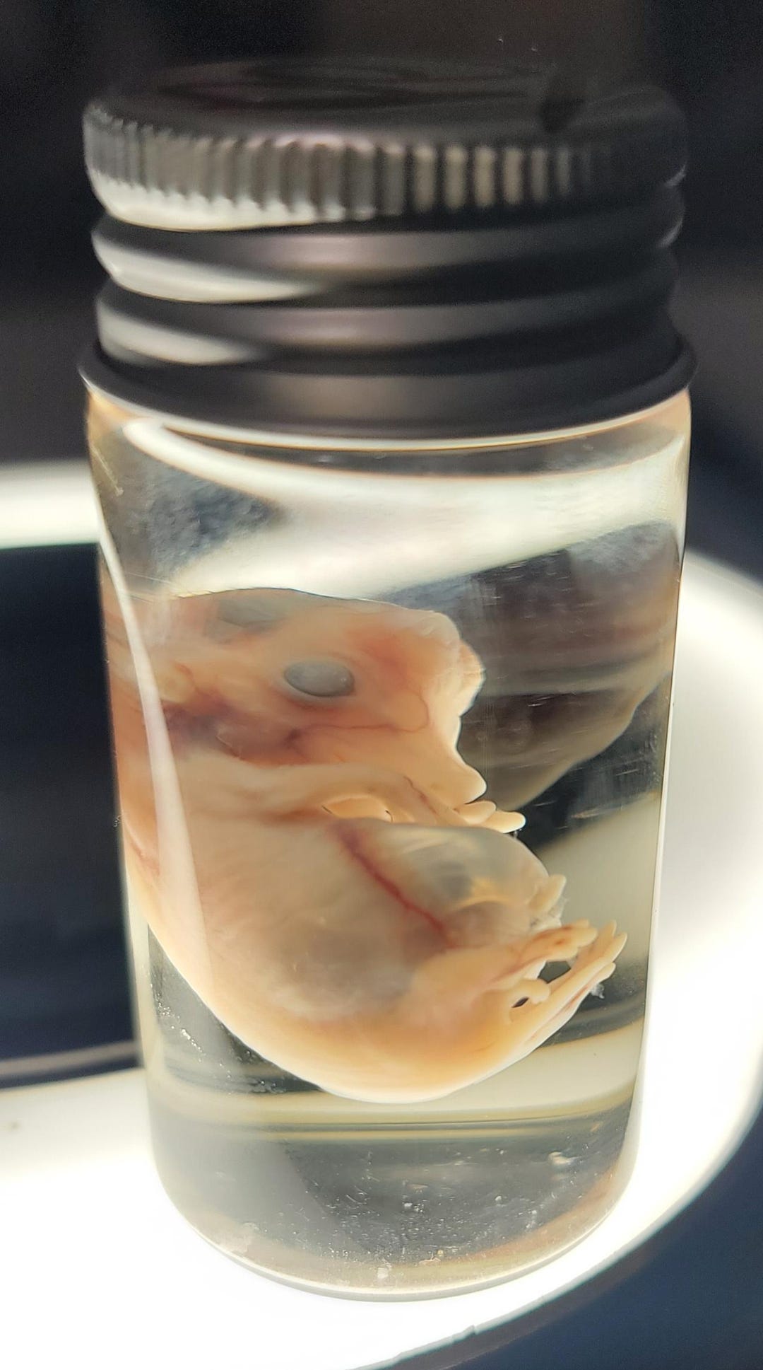 Small Fetal Pigs - Etsy