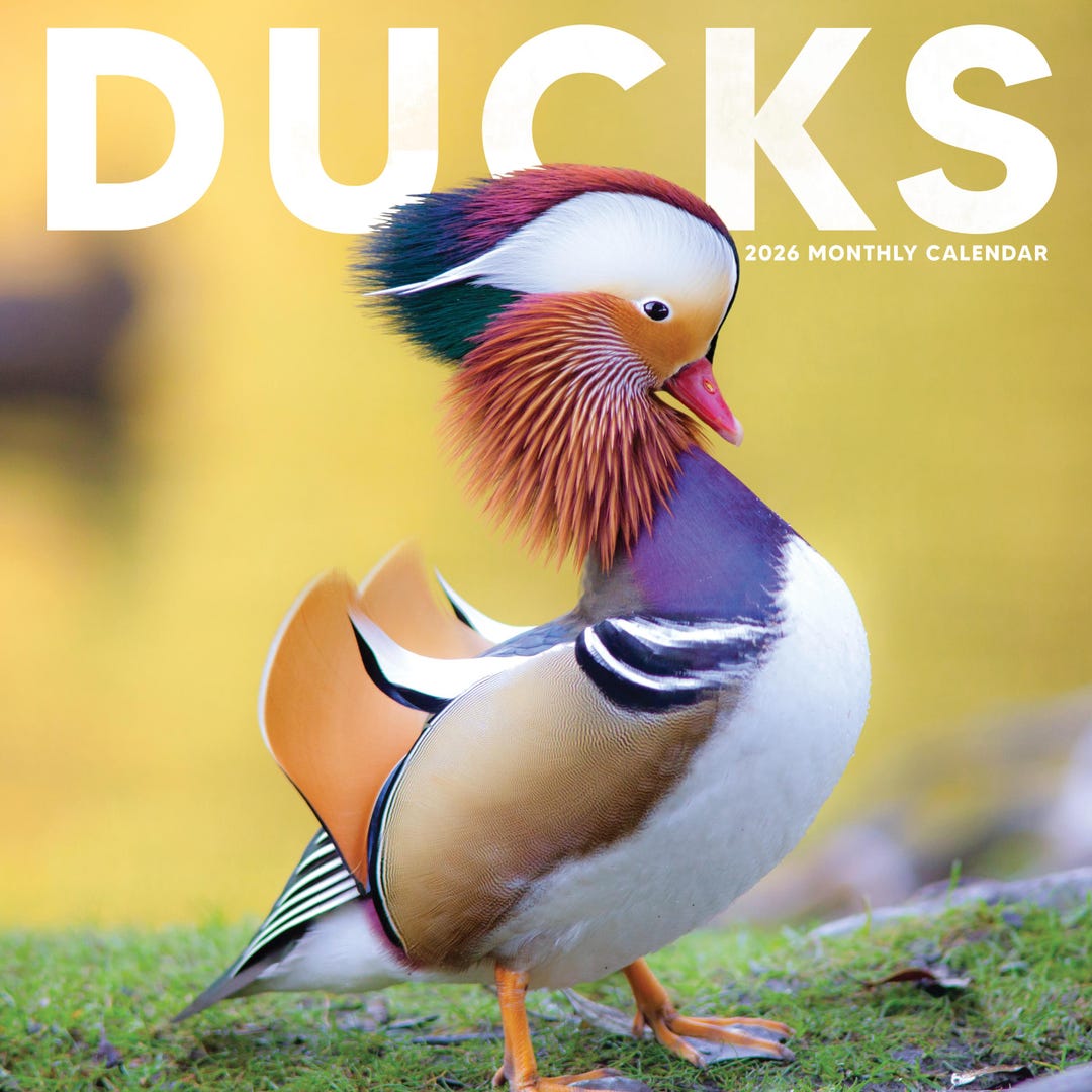 2026 Ducks Monthly Calendar - Etsy