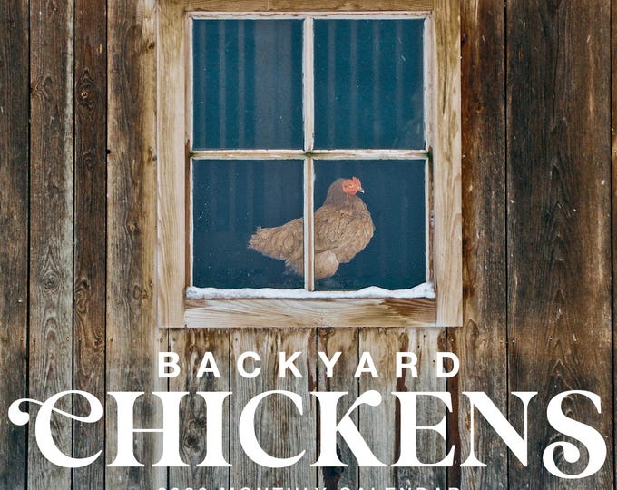 2026 Backyard Chickens Monthly Calendar - Etsy