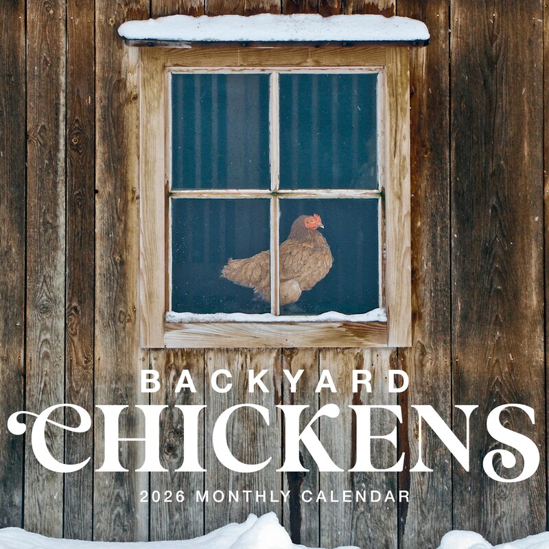 Chicken Calendar 2026 - Etsy