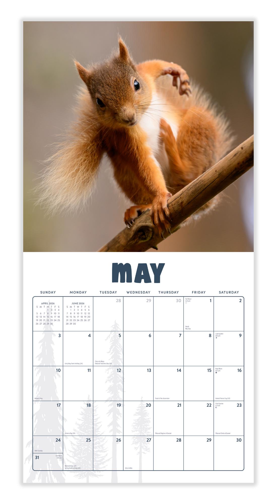 2026 Squirrels Monthly Calendar - Etsy