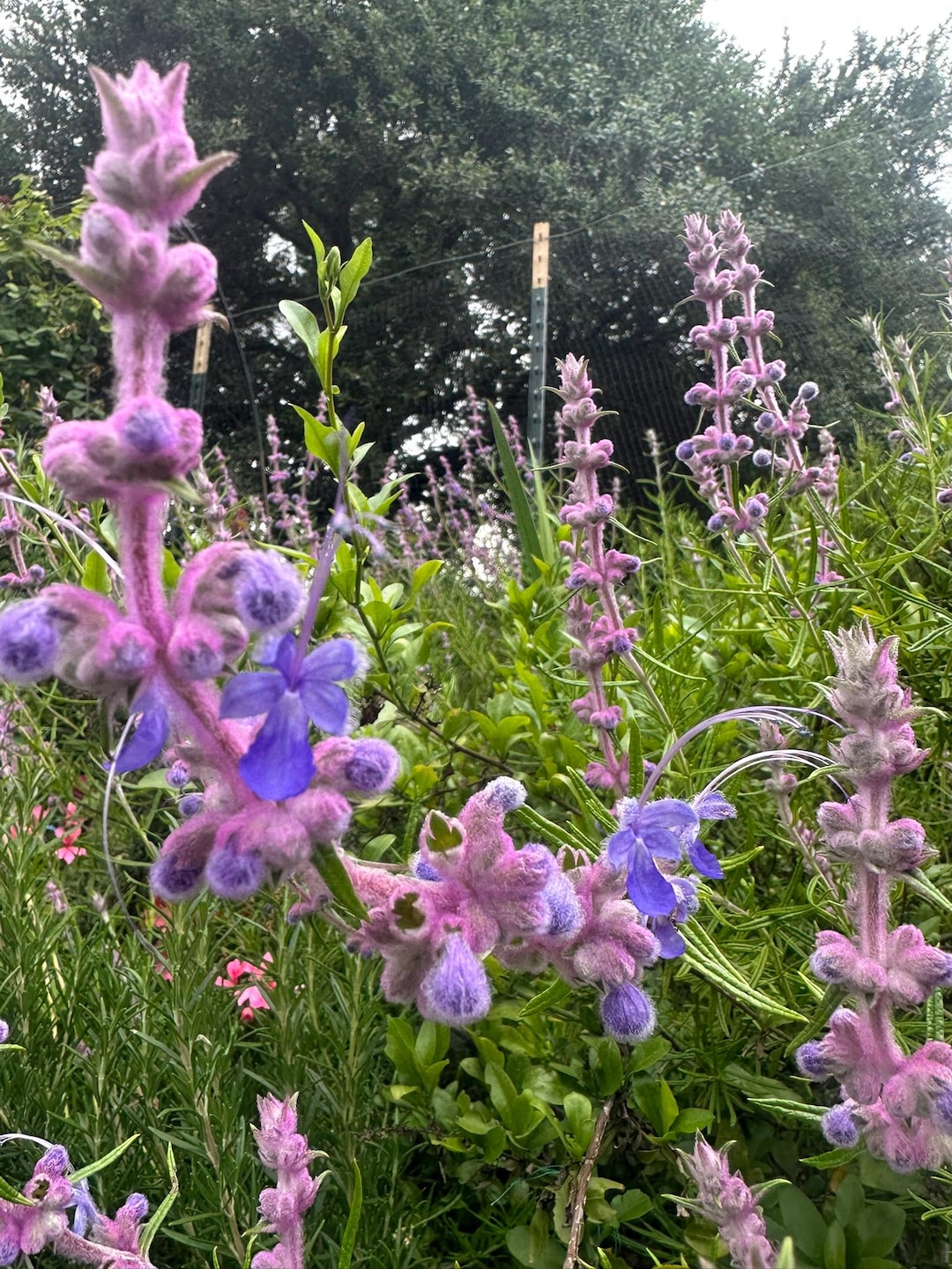 Woolly Blue Curls (trichostema Lanatum) Seeds: Rare California Native ...