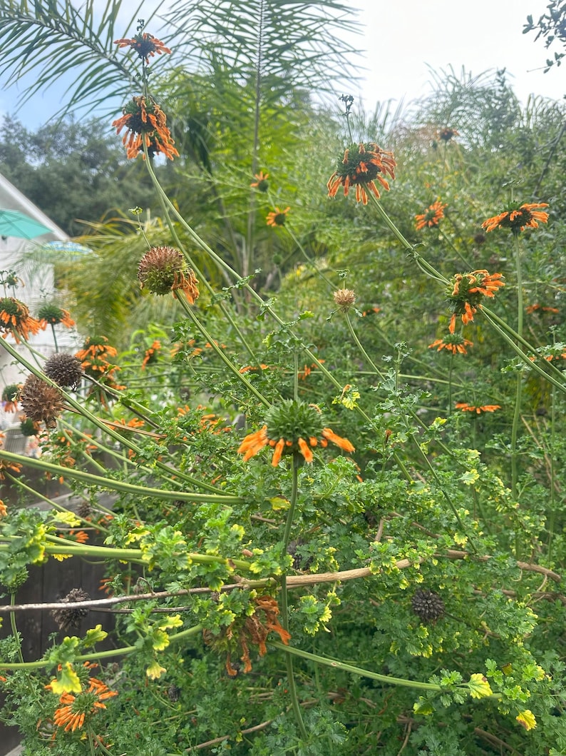 Lion's Tail Flower Seeds: Leonotis Leonurus, Drought Tolerant ...