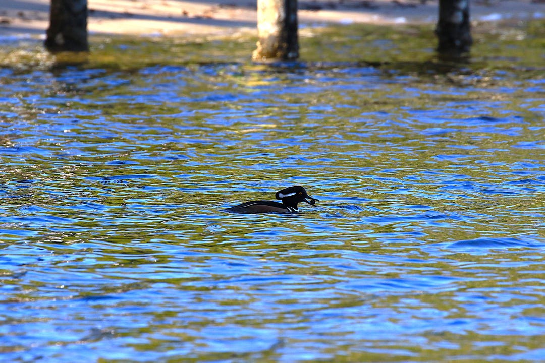 Hooded Merganser - Etsy