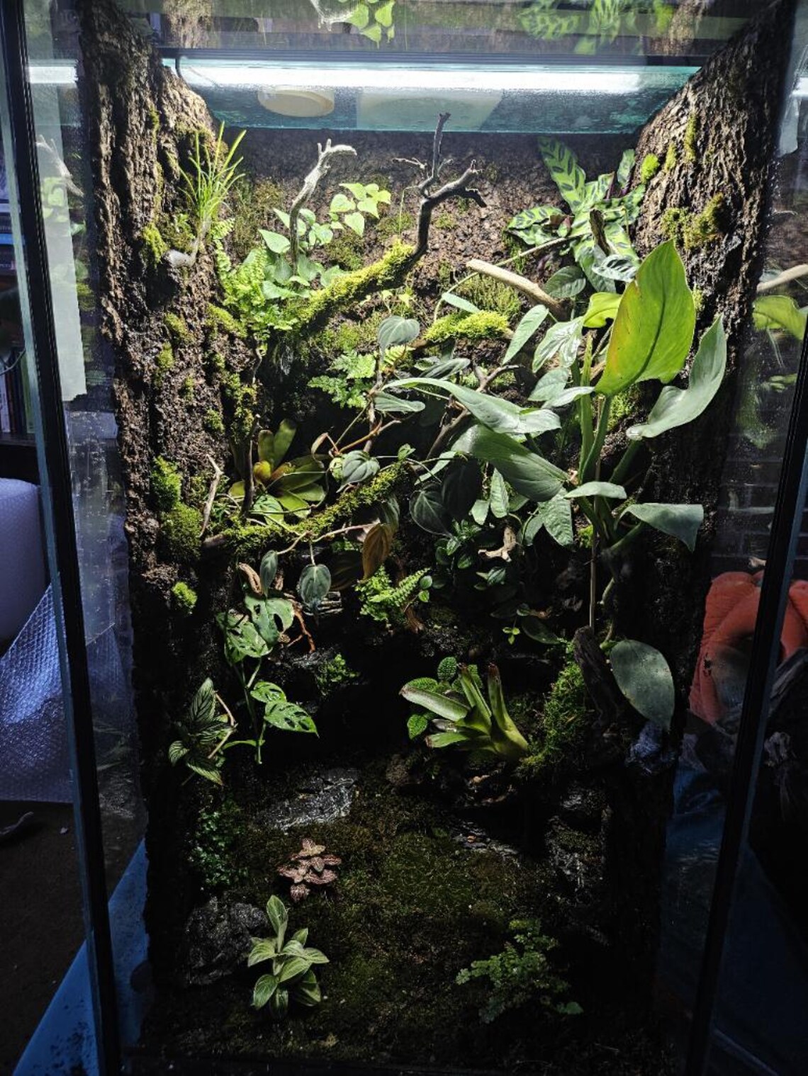 Custom Tropical Bioactive Vivariums – Personalized Sizes & Designs - Etsy