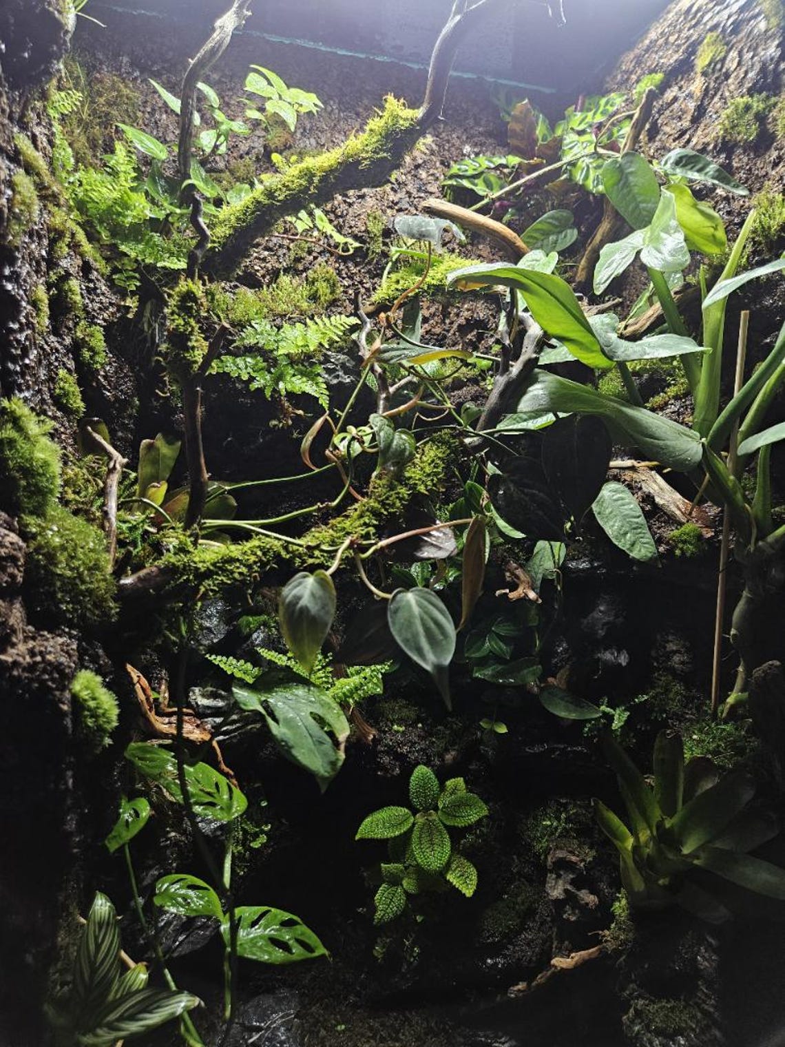 Custom Tropical Bioactive Vivariums – Personalized Sizes & Designs - Etsy