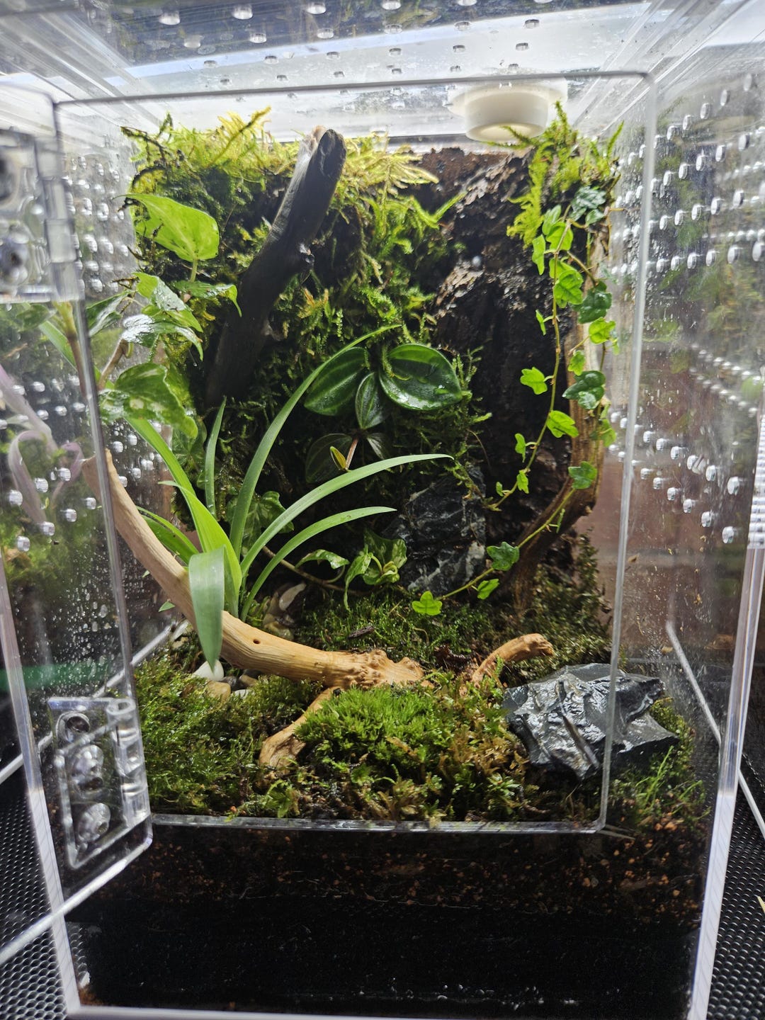 Custom Jumping Spider Vivariums | 6x6x9 Live Habitat Made to Order - Etsy