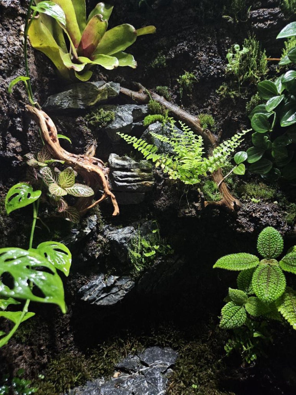 Custom Tropical Bioactive Vivariums – Personalized Sizes & Designs - Etsy