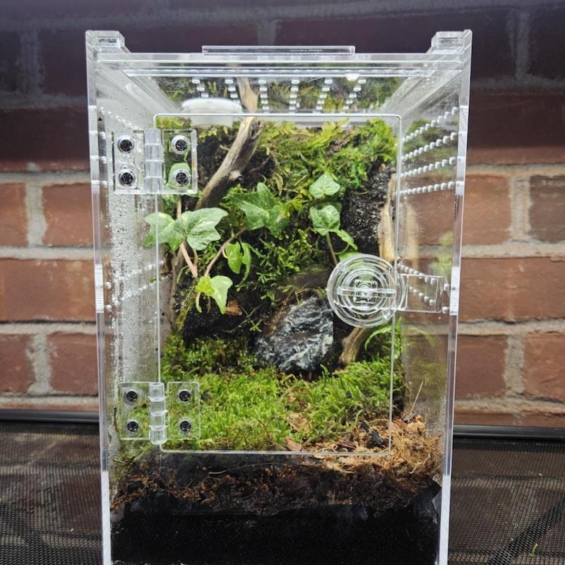 Jumping Spider Enclosure - Etsy