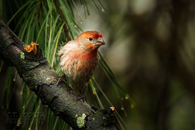 House Finch Bird Nature Photography Print Avian Photography - Etsy