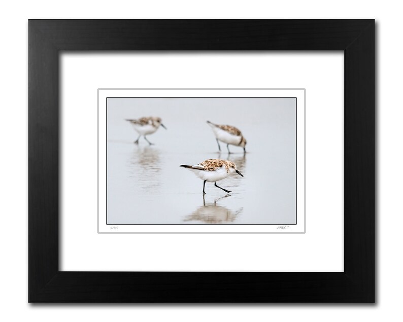 Framed Limited Edition Wading Sanderlings, Shorebird Themed Wall Art ...