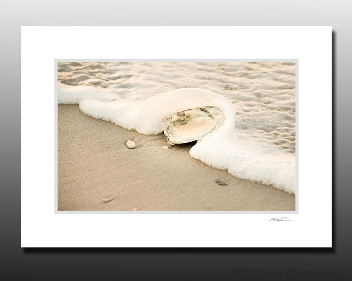Surf Clam Shell Beach Photography, Small Matted Print, LBI Art, Cubicle ...
