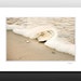 Surf Clam Shell Beach Photography, Small Matted Print, LBI Art, Cubicle ...