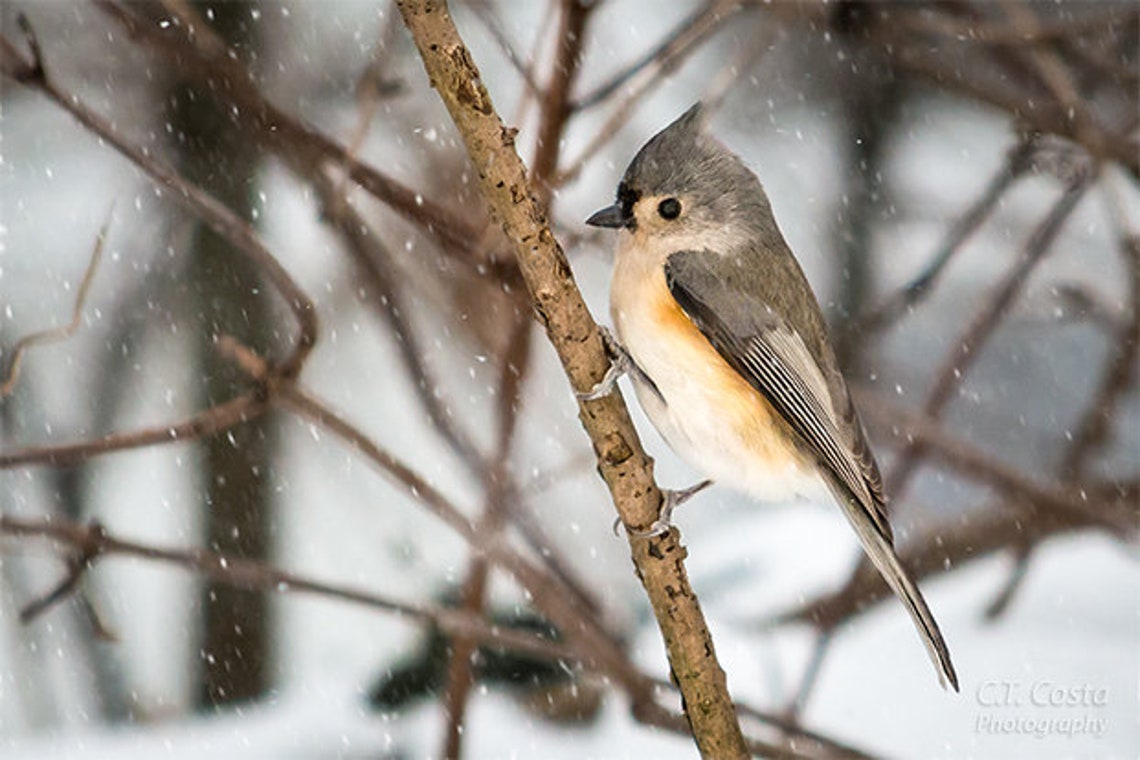 Tufted Titmouse Bird Photography Small Matted Print Avian - Etsy