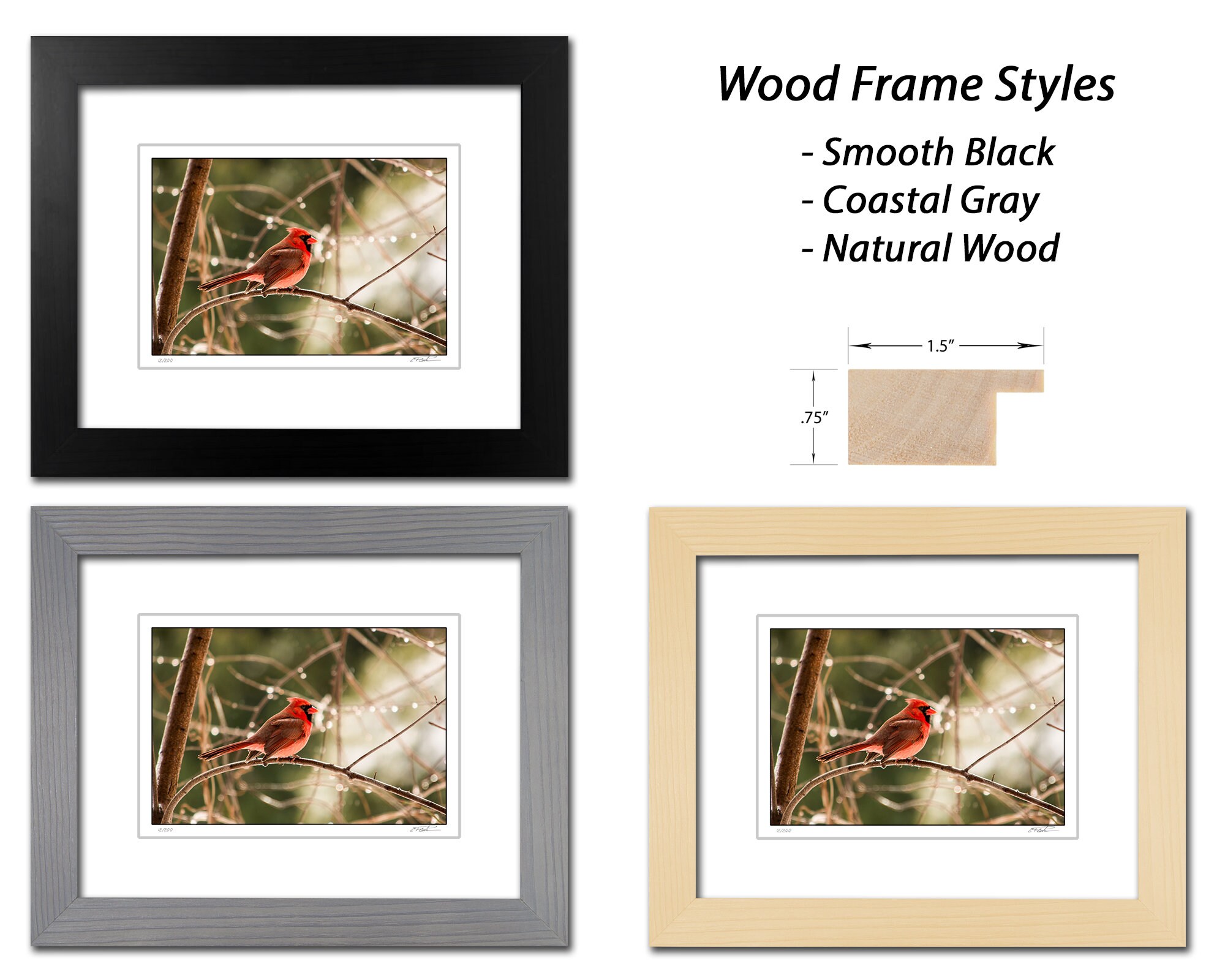 Framed Red Cardinal Perched on a Branch After the Rain, Limited Edition ...