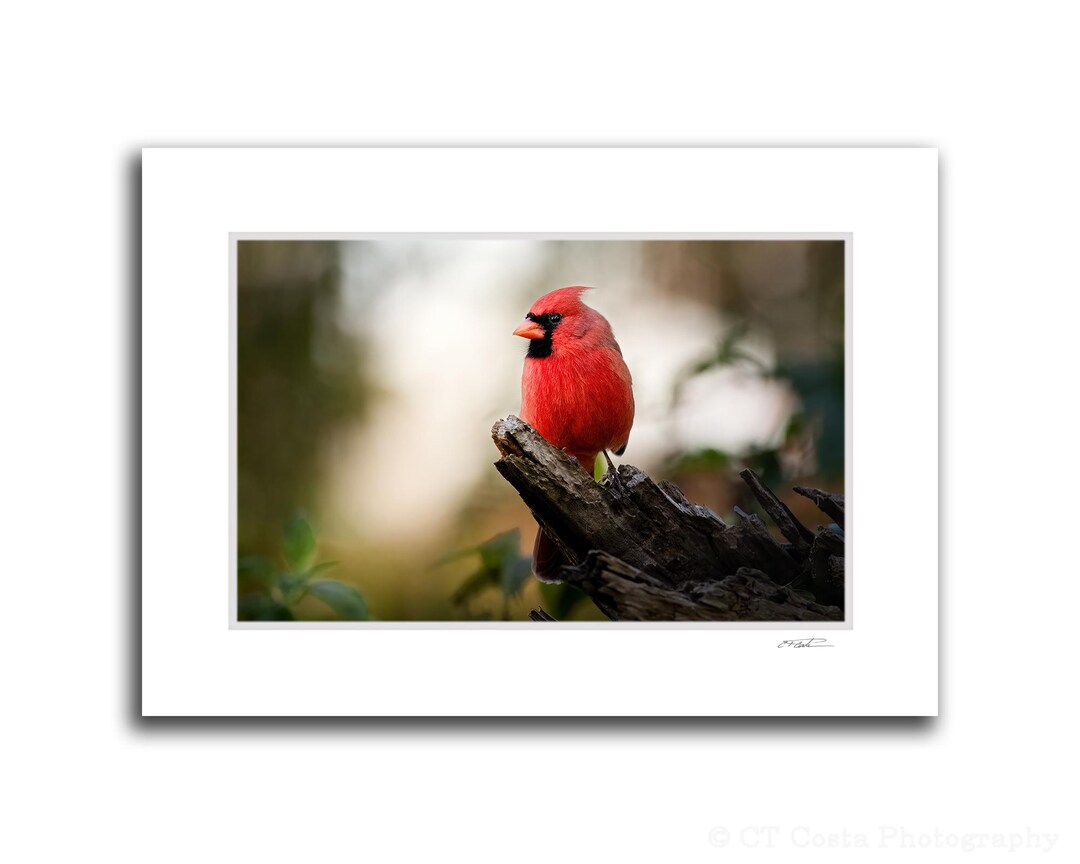 Cardinal Small Matted Print Available Framed or Unframed, Bird ...