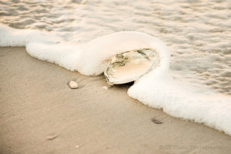 Surf Clam Shell Beach Photography Small Matted Print LBI | Etsy