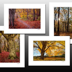 Colorful Autumn Collection, Set of Four Small Matted Prints, Fall ...