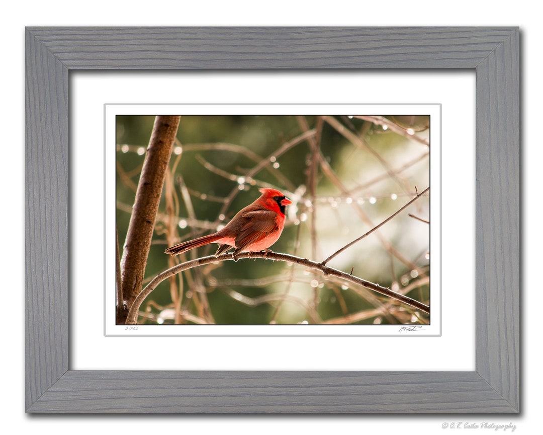Framed Red Cardinal Perched on a Branch After the Rain, Limited Edition ...