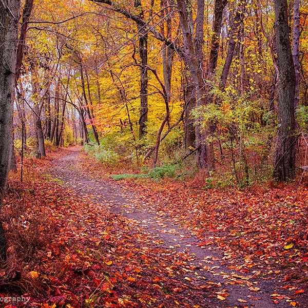 Autumn Path - Etsy