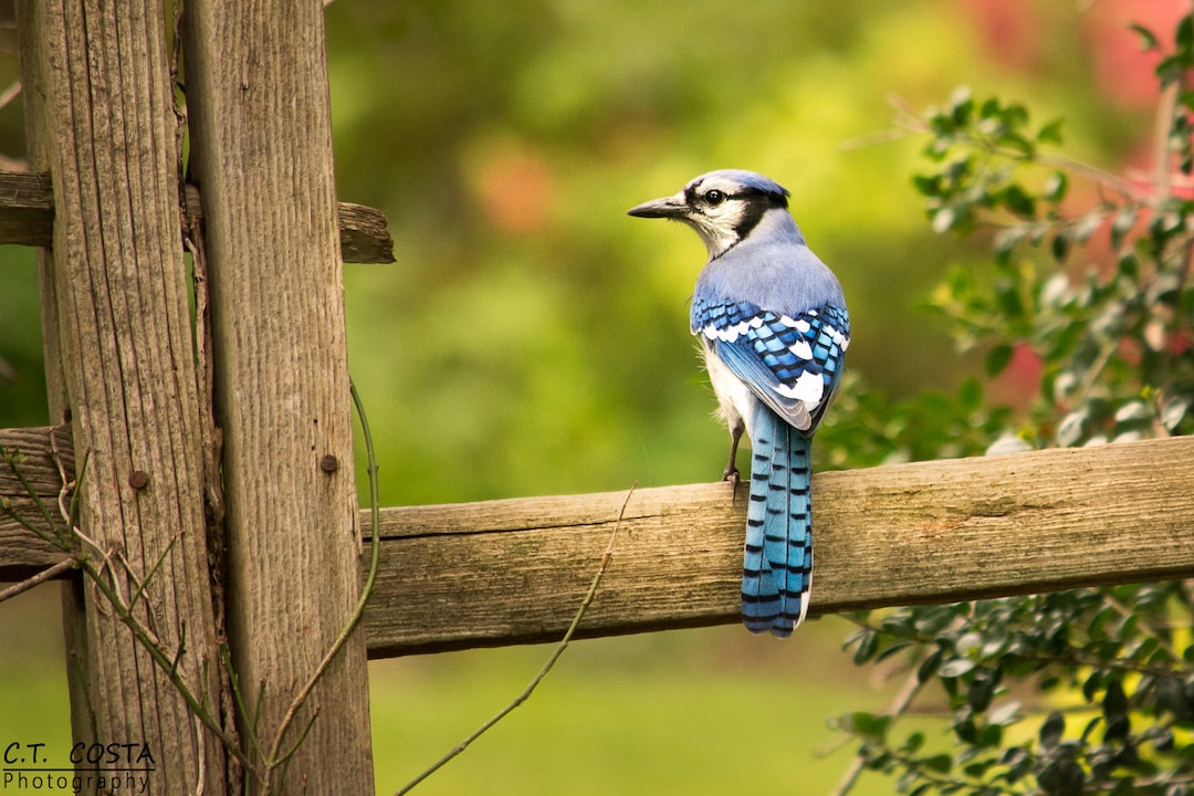 Blue Jay Bird Nature Photography Print Avian Photography - Etsy