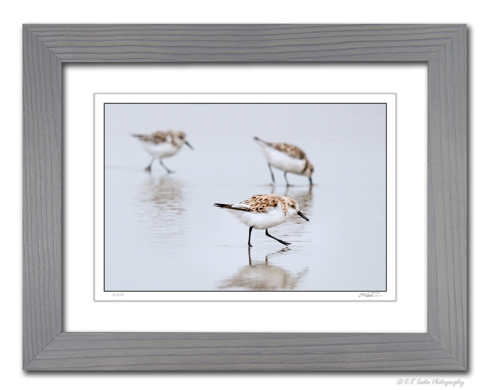 Framed Limited Edition Wading Sanderlings, Shorebird Themed Wall Art ...