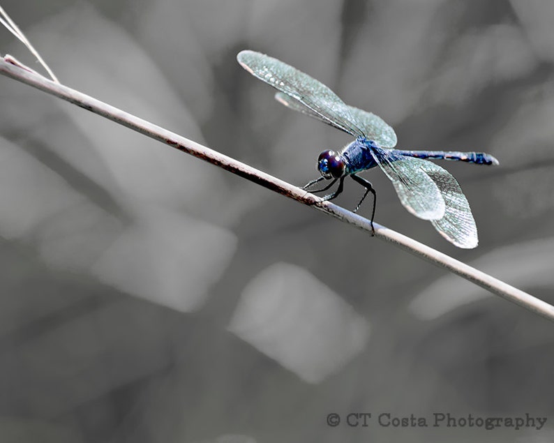 Dragonfly Fine Art Print, Blue, Gray, Dragonfly Photography, Nature ...