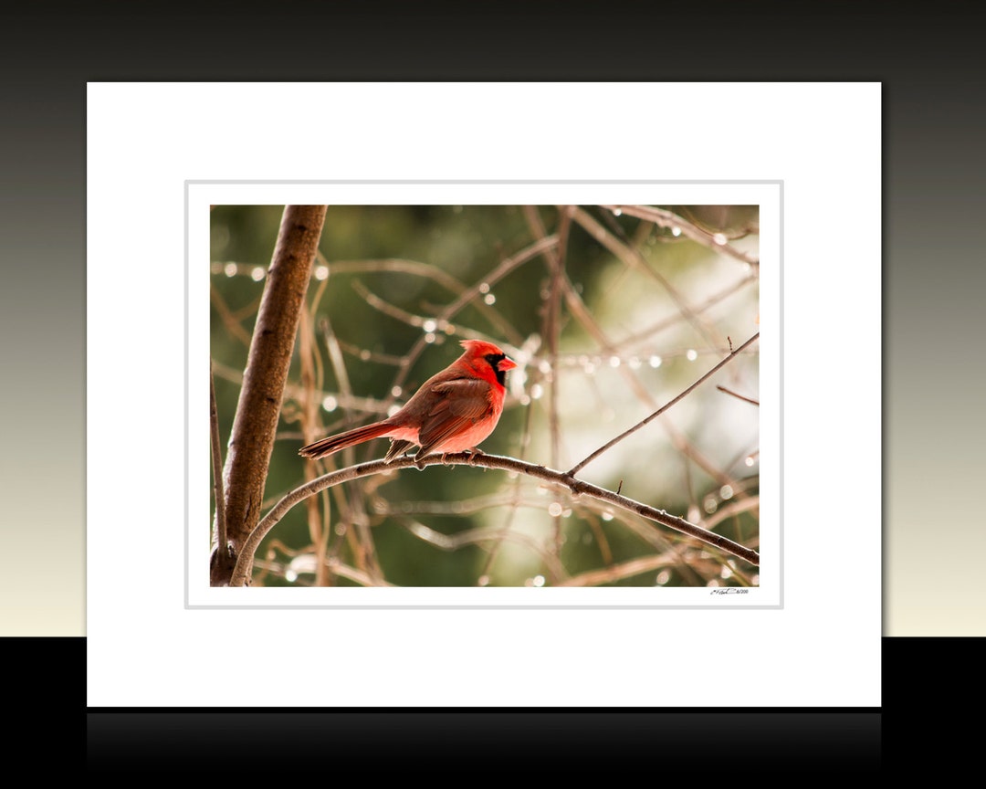 Red Cardinal Matted Print, Avian Theme Decor, Red Bird Wall Art, Ready ...