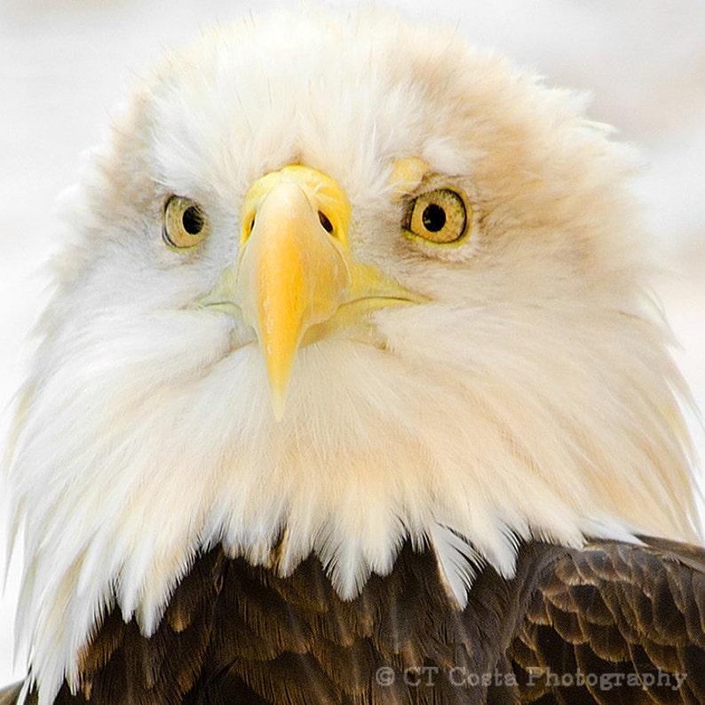 Bald Eagle Photography Fathers Day Yellow Brown Feathers - Etsy