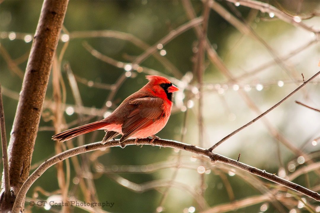 Red Cardinal Bird Nature Photography Print Avian Photography - Etsy