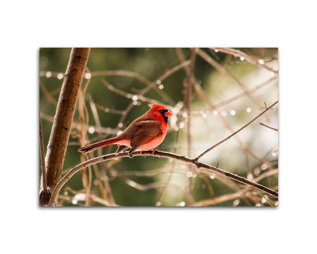 Red Cardinal Bird Nature Photography Print, Avian Photography, Rain ...