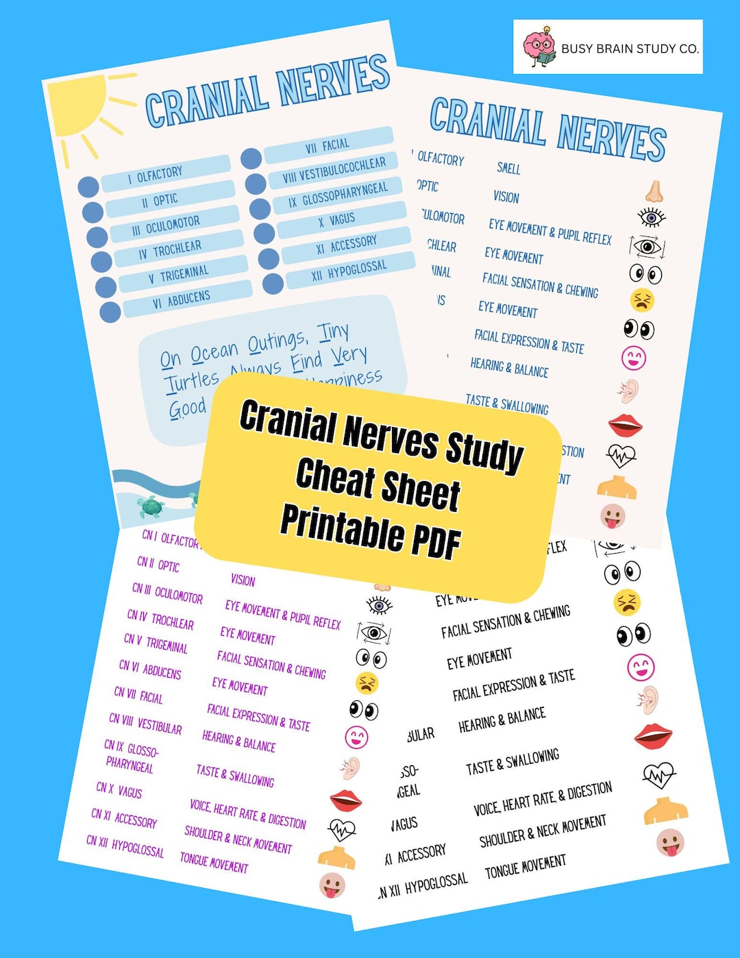 Cranial Nerves Study Guide Visuals Printable Pdf/healthcare Students ...