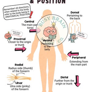 Anatomical Direction and Positions Study Sheets/printable PDF - Etsy