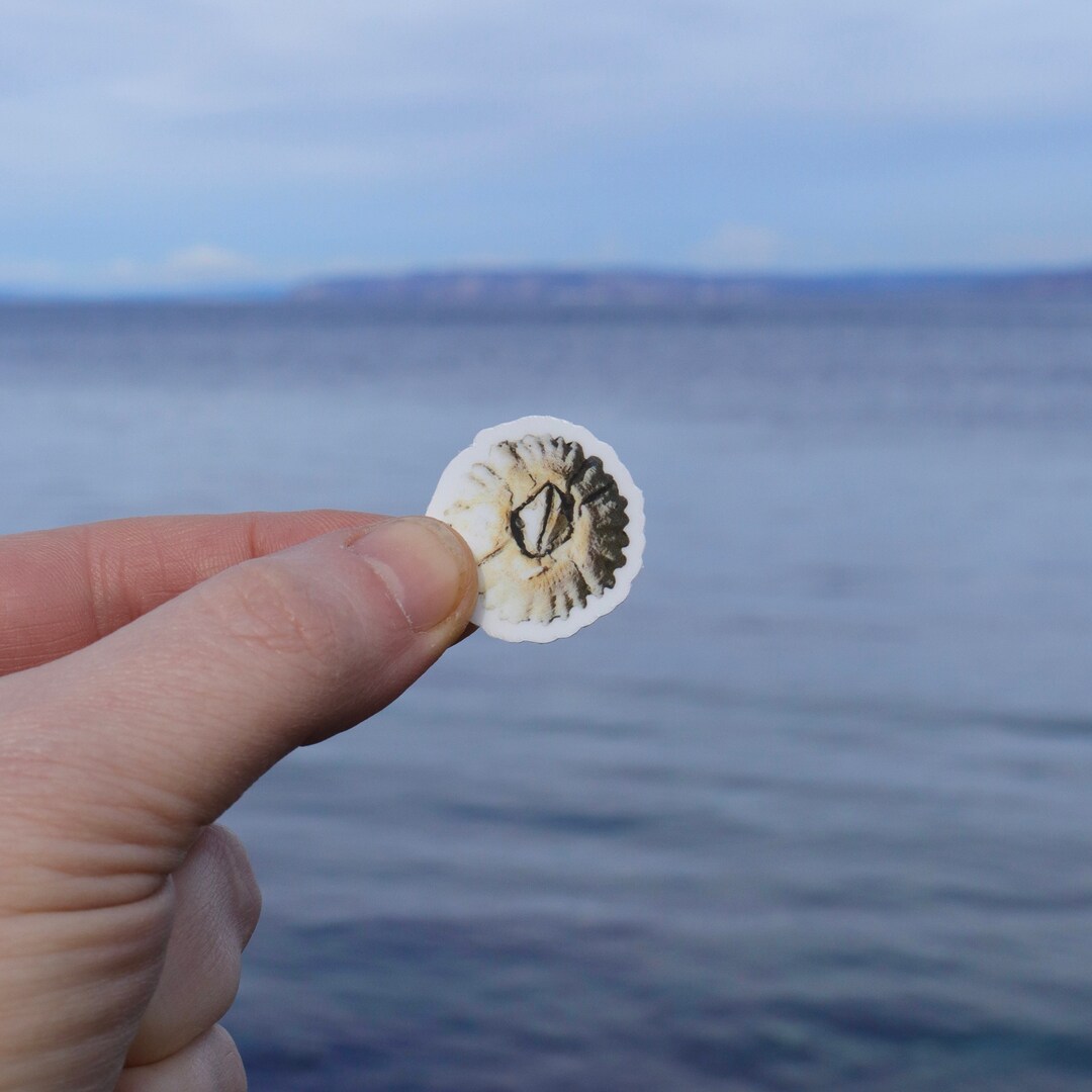 Barnacle Sticker. Acorn Barnacle. Baluns Glandulus. Pacific - Etsy
