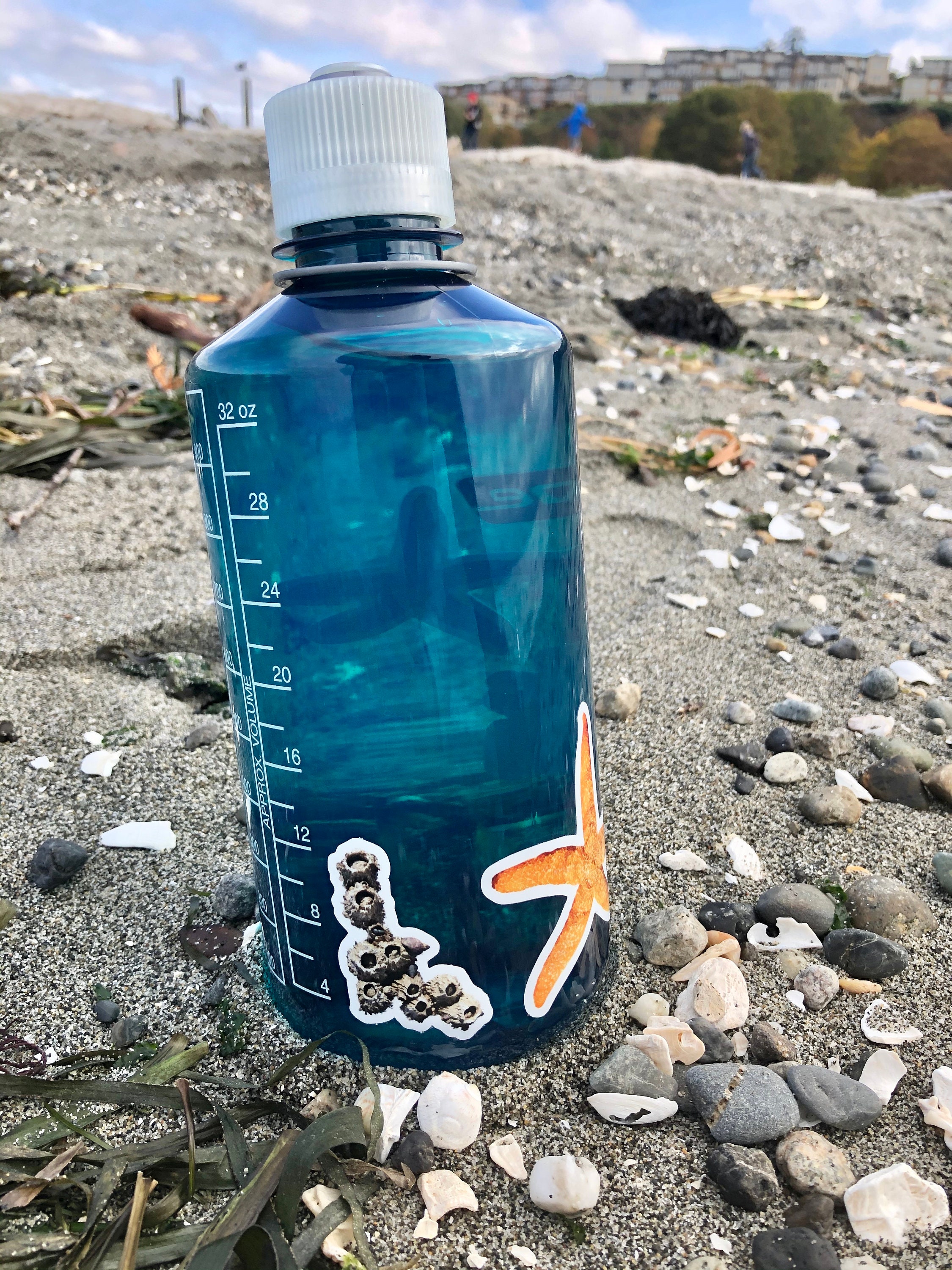 Barnacles sticker. Thatched Barnacle. Rock Barnacle. | Etsy