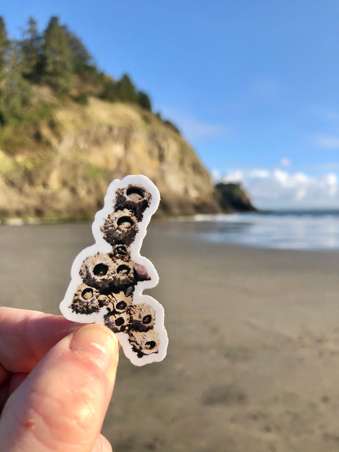 Barnacles Sticker. Thatched Barnacle. Rock Barnacle. Semibalanus ...