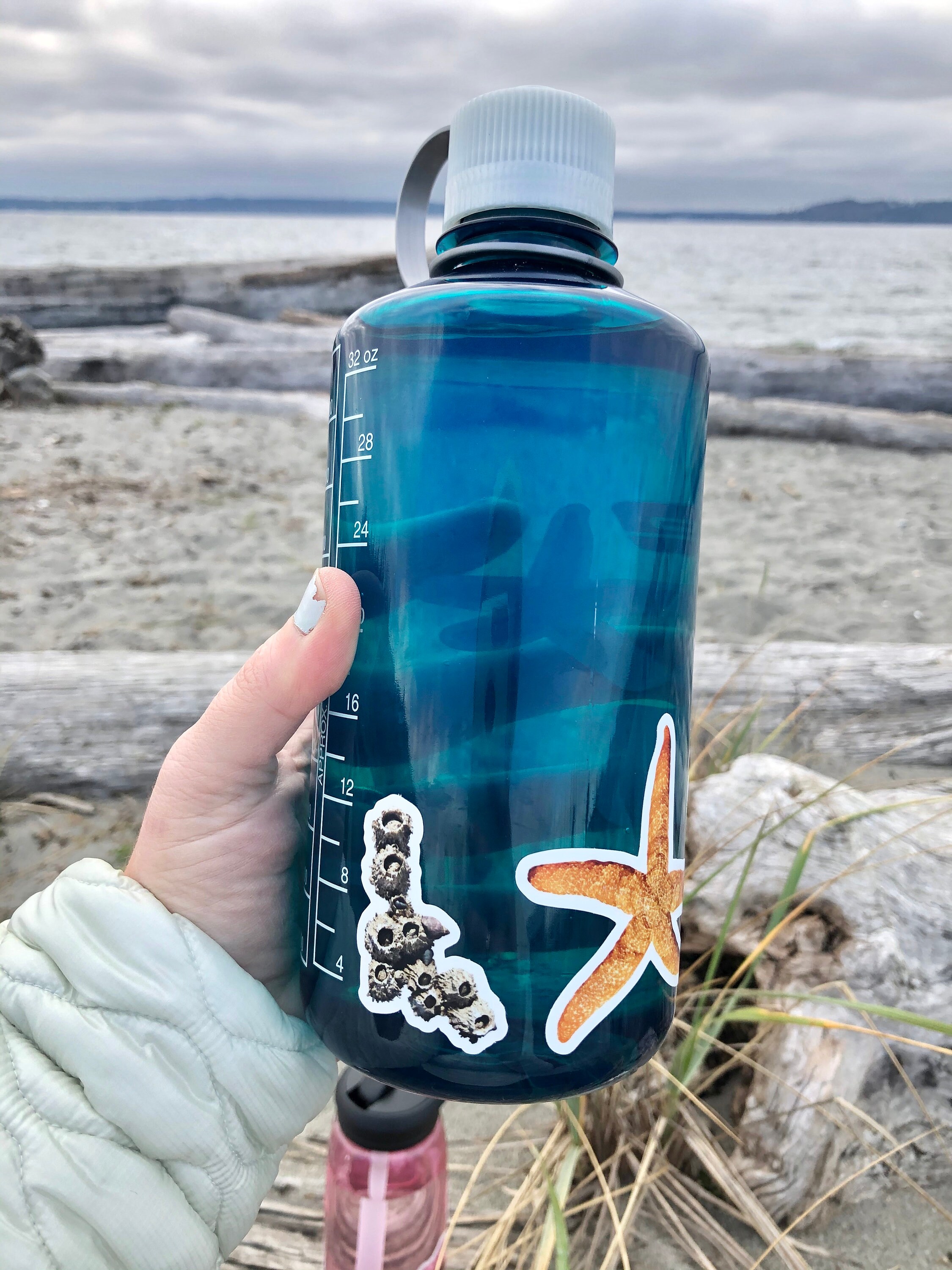 Barnacles sticker. Thatched Barnacle. Rock Barnacle. | Etsy