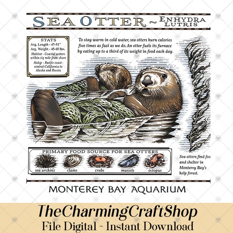 Vintage Sea Otter Art - Etsy