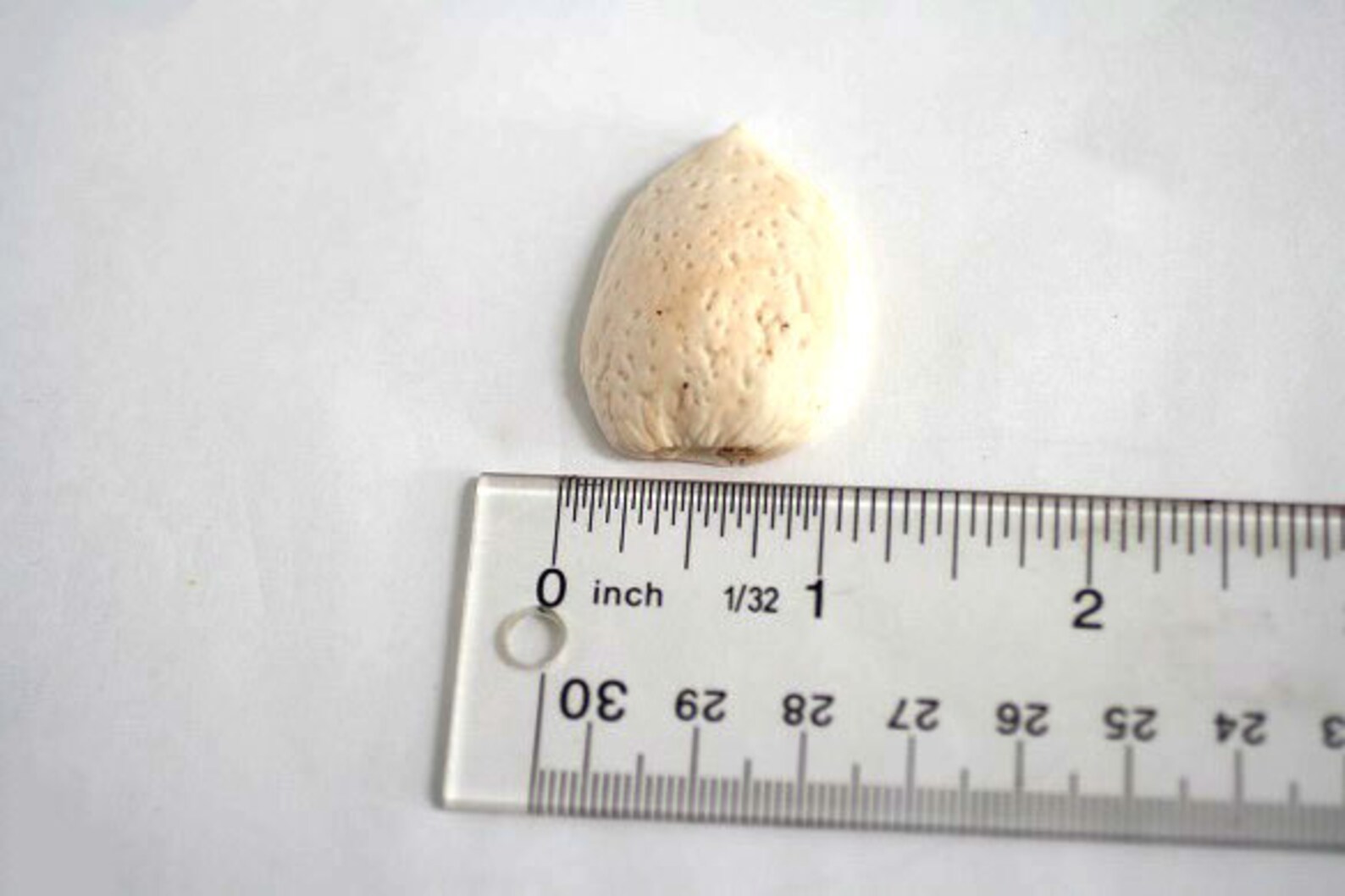 Almond Flexible Silicone Mold for Cake and Cupcake Decorating - Etsy