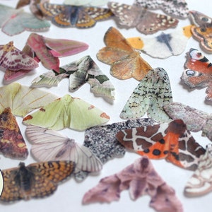 Ships Fast 24 Edible Moths Wafer Paper Cupcake Toppers for Halloween ...