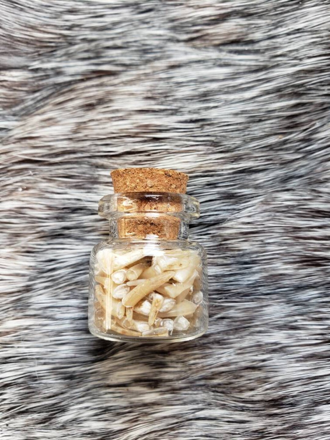 Rabbit Toenails in a Jar - Curiosity Cabinet Item - Cruelty Free ...