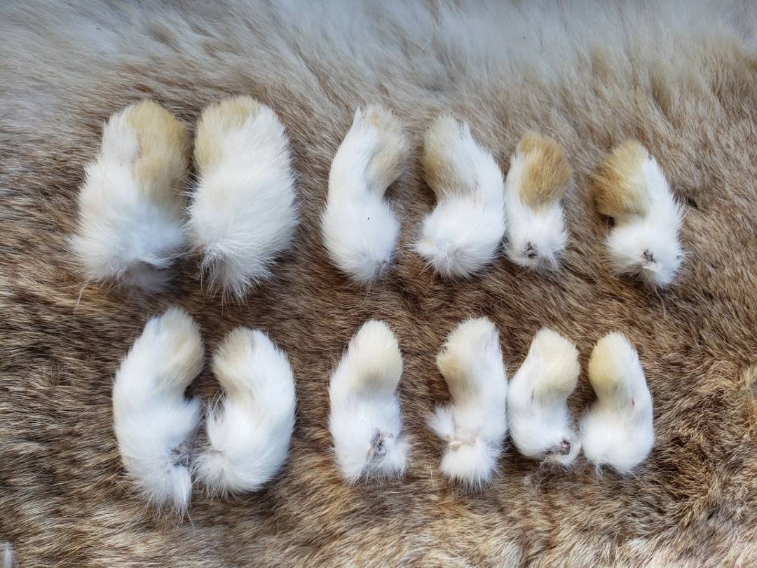 Rabbit Feet - 6 Matched Pair - Front Feet - 12 Total Feet - White - Etsy