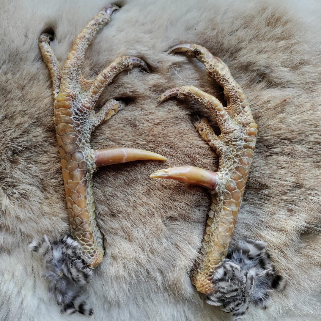 Rooster Feet With Large Spurs Dried 1 Pair - Etsy