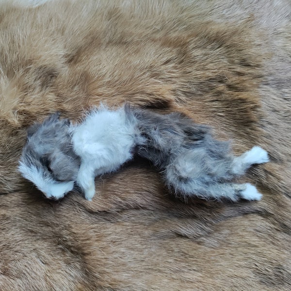 Dutch Bunny Rabbit - Etsy