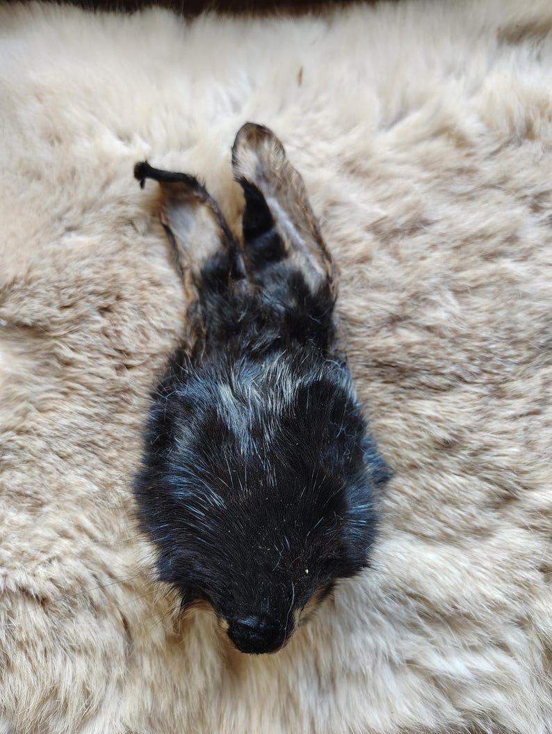 Bunny Head - Naturally Dried - Lot of 1 - Black Otter - Discounted - Etsy