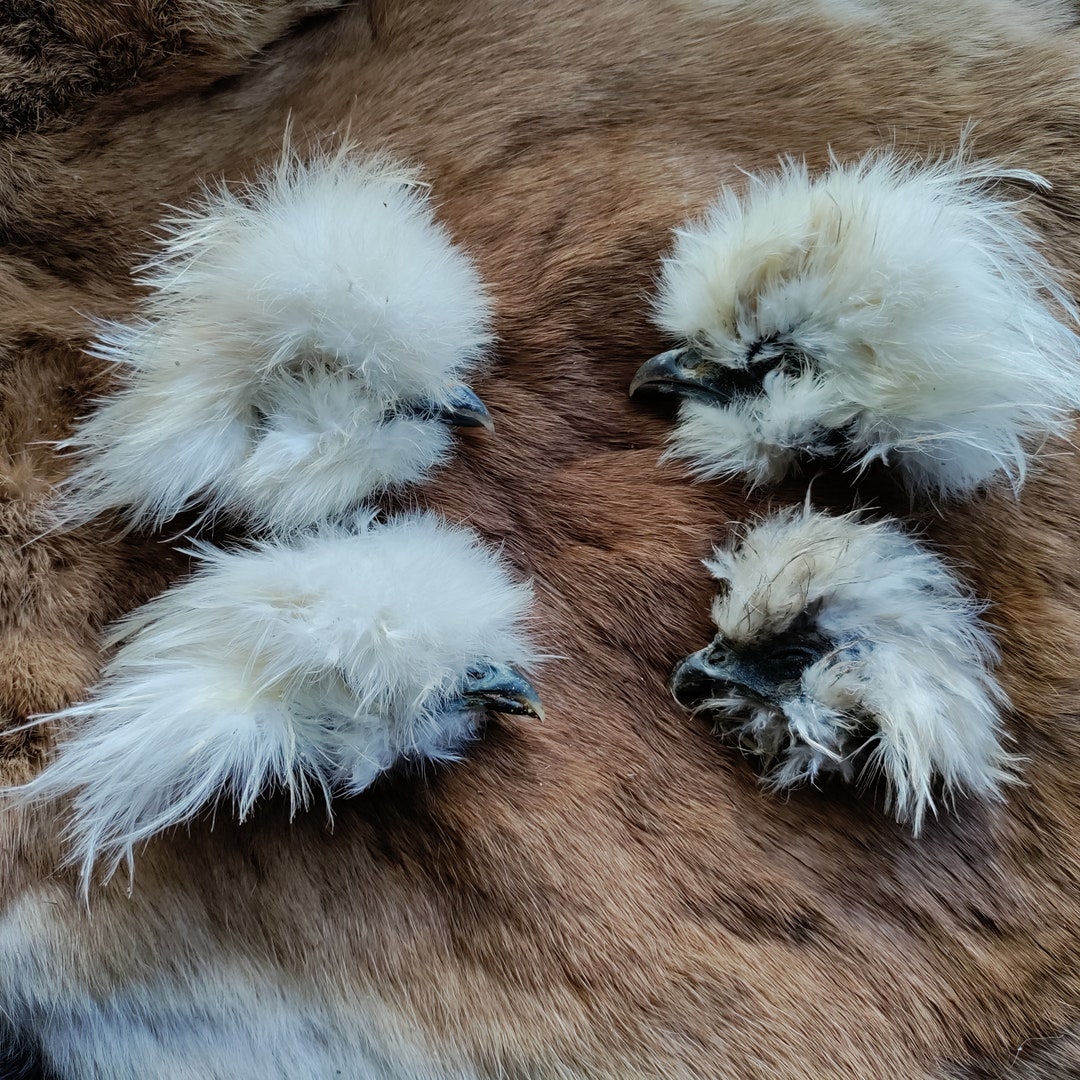 Silkie Chicken Heads Naturally Dried Lot of 4 - Etsy