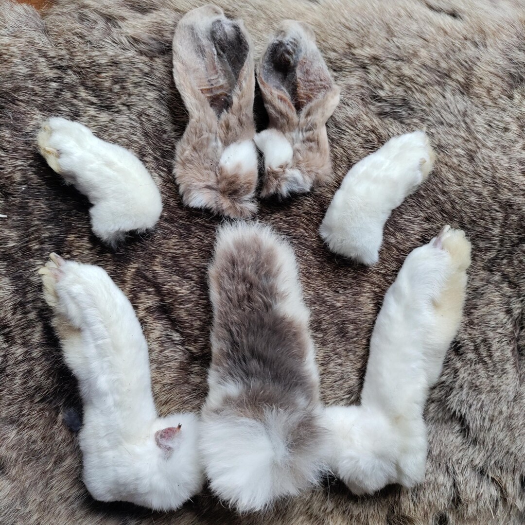 Naturally Dried Real Rabbit Tail Ears and Feet Matched Set Broken Lynx ...