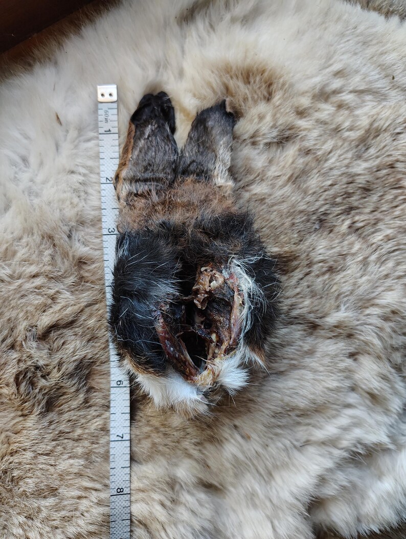 Bunny Head - Naturally Dried - Lot of 1 - Black Otter - Discounted - Etsy