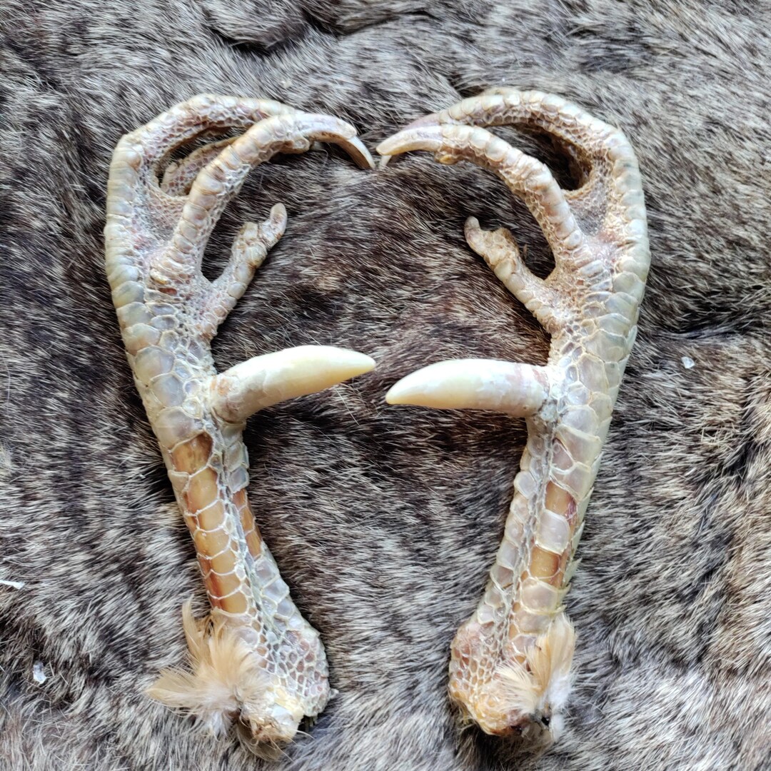 Rooster Feet With Large Spurs Dried 1 Pair - Etsy